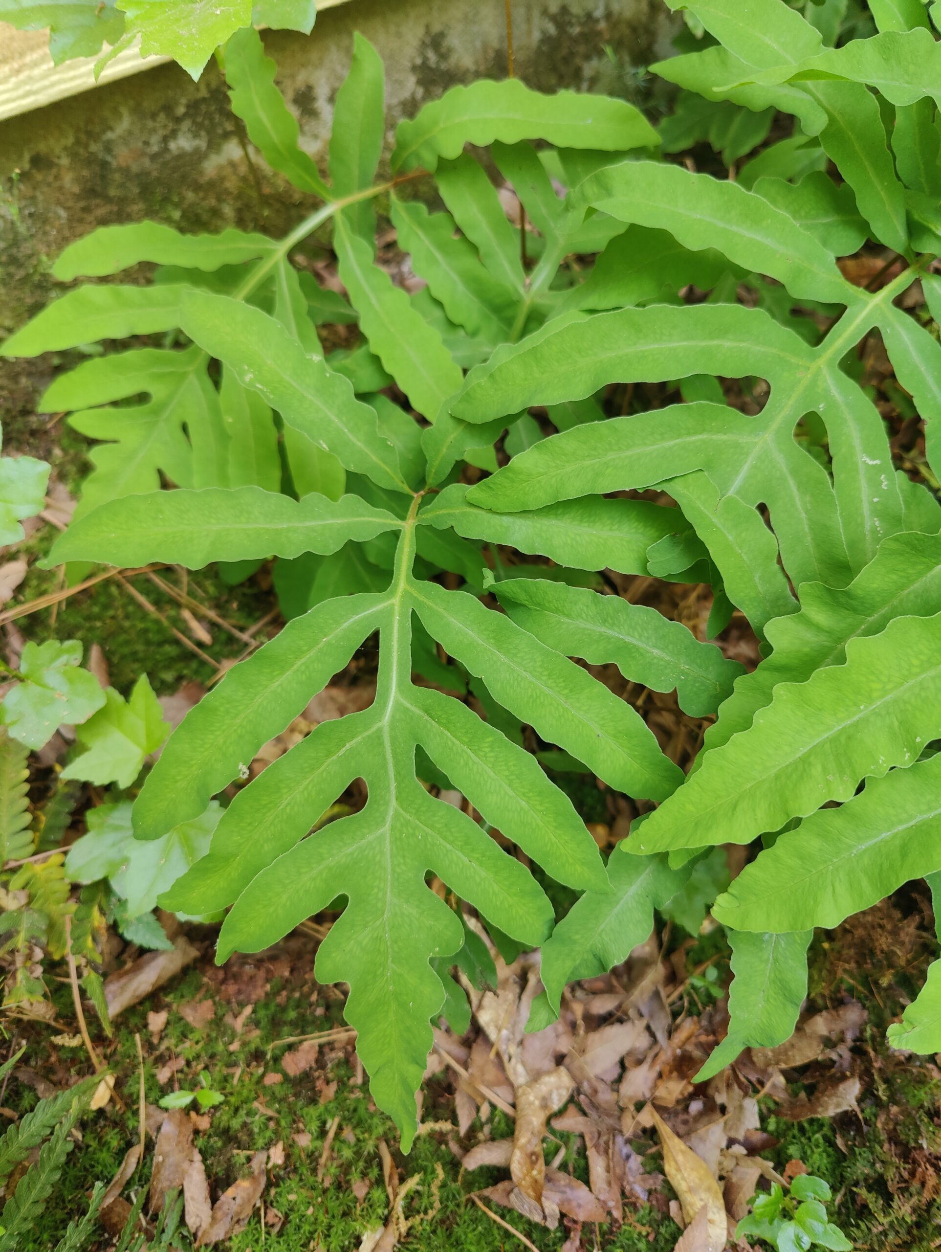 For the Love of Ferns! - Wild Ones Georgia Piedmont Chapter