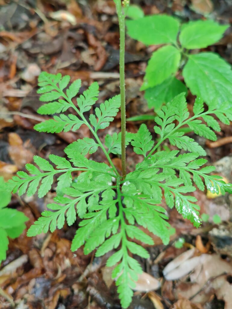 For the Love of Ferns! - Wild Ones Georgia Piedmont Chapter