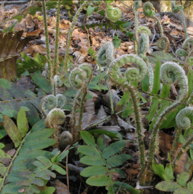 For the Love of Ferns! - Wild Ones Georgia Piedmont Chapter