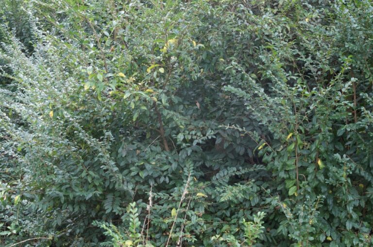 Privet: The Most Hated Invasive? Quite Possibly. - Wild Ones Georgia ...