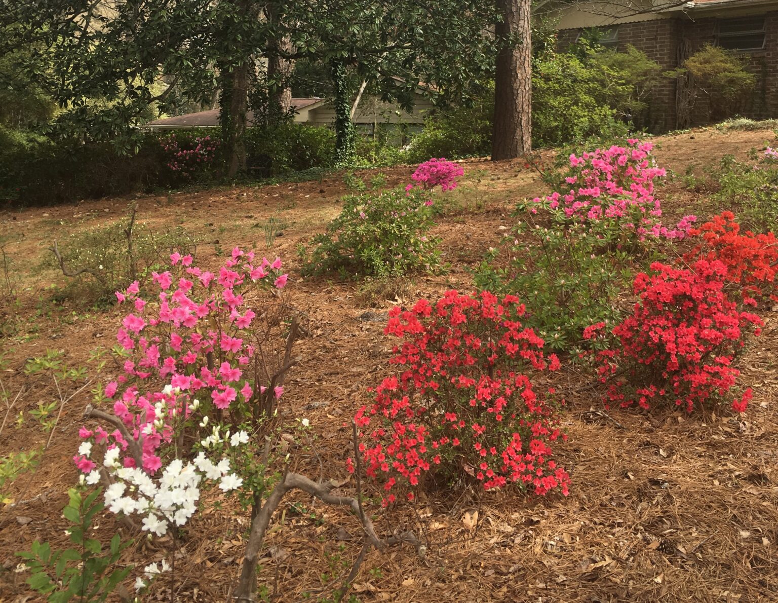 What I Now Know About Azaleas - Wild Ones Georgia Piedmont Chapter
