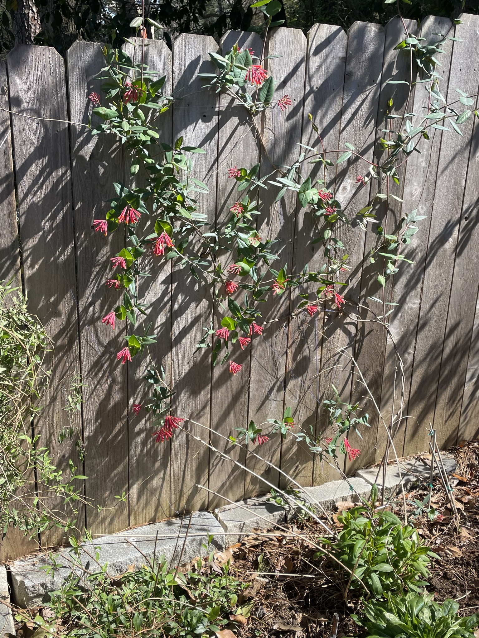 Native Plant Selection Archives - Wild Ones Georgia Piedmont Chapter